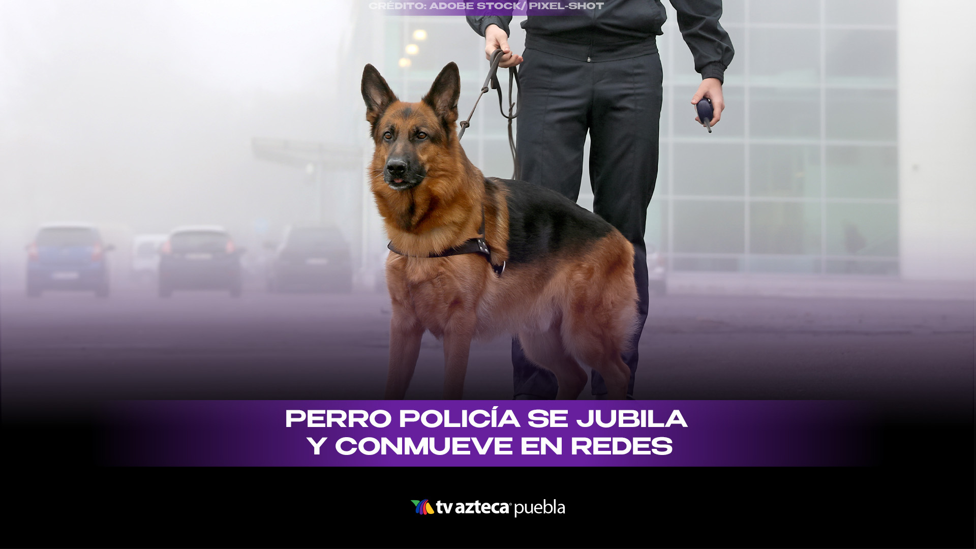 Buddy, perro policía, recibe emotiva despedida por su jubilación