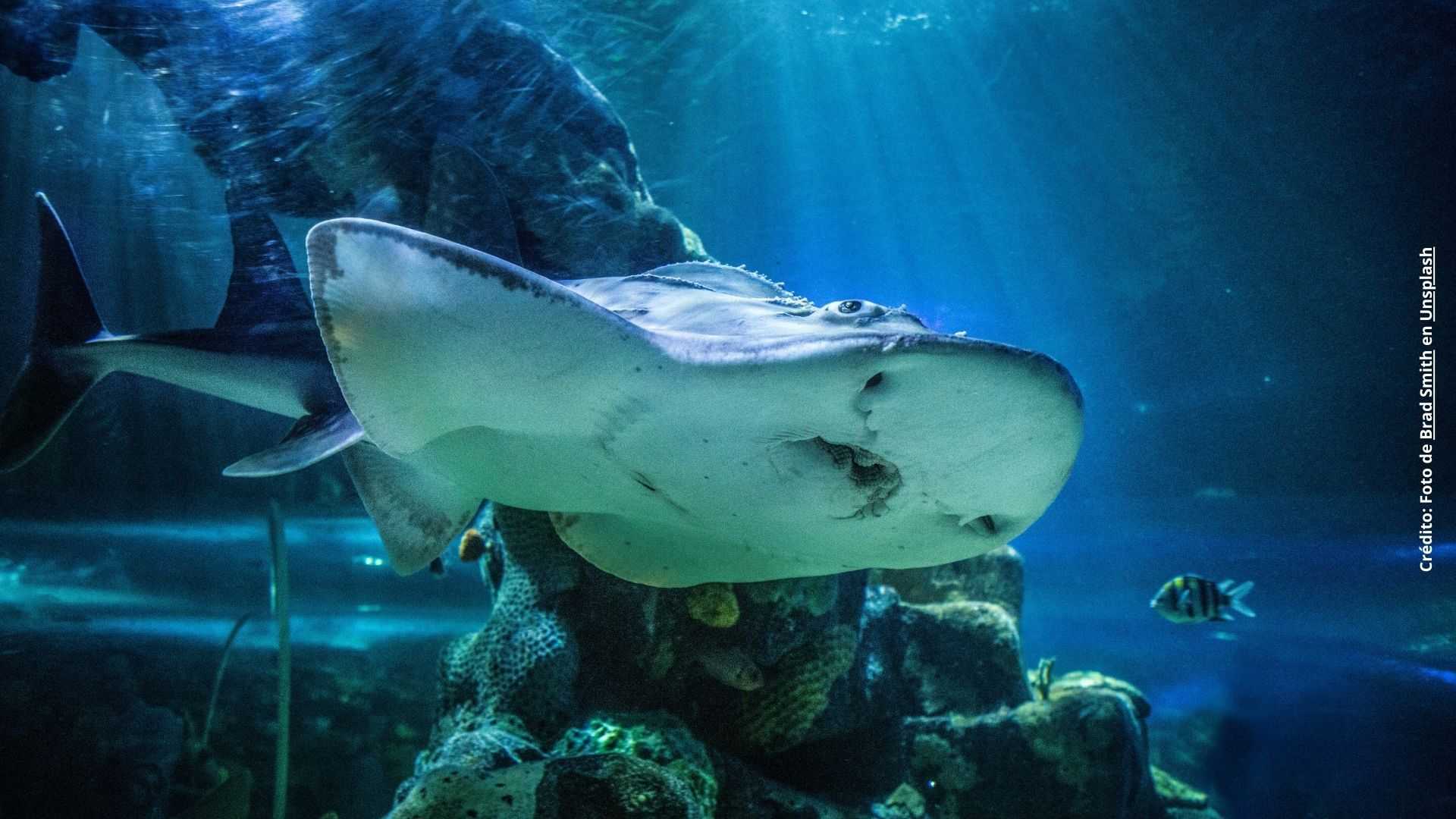¿Por qué no se puede explorar el fondo del mar?