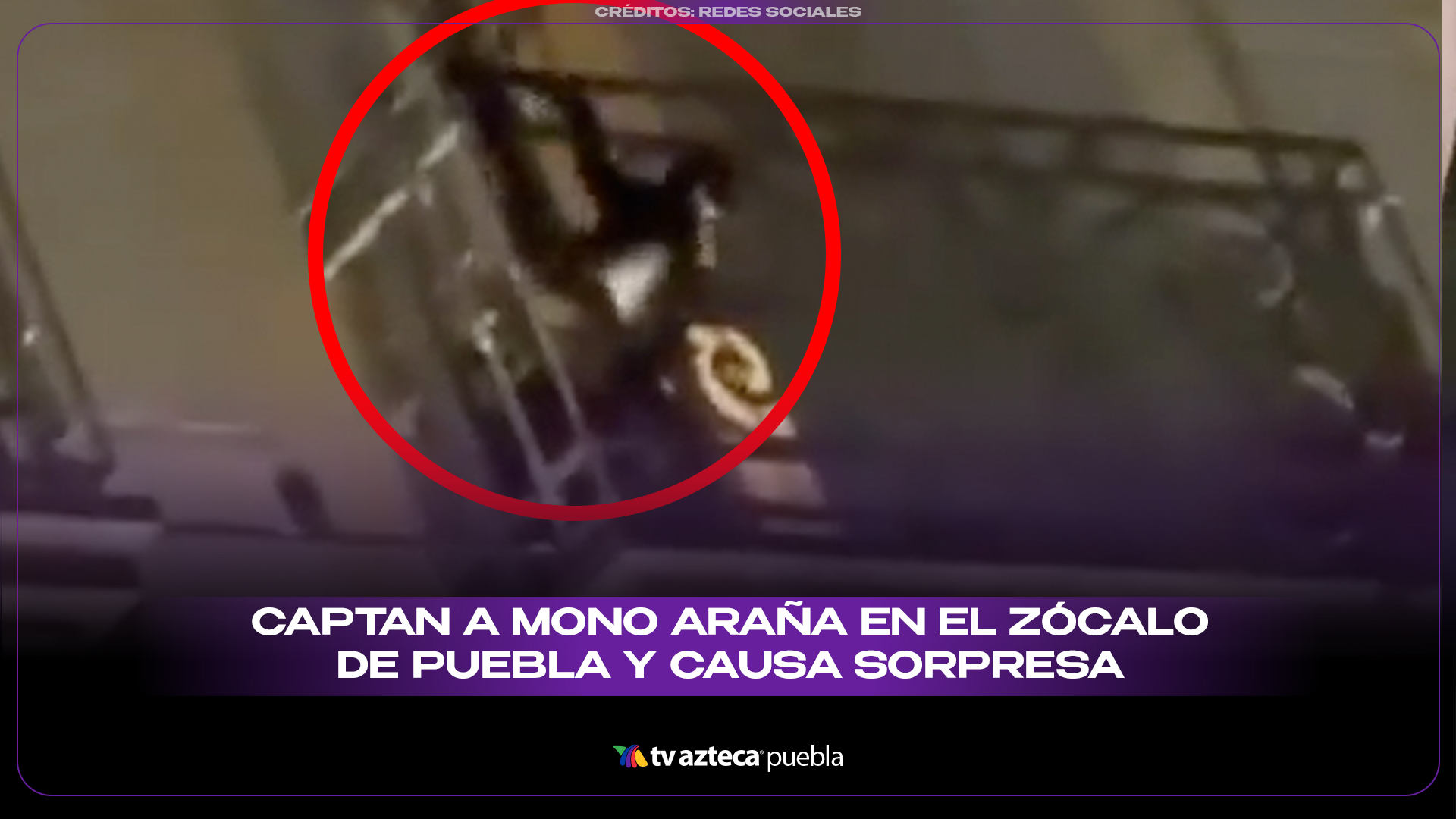 Mono araña aparece en el Zócalo de Puebla
