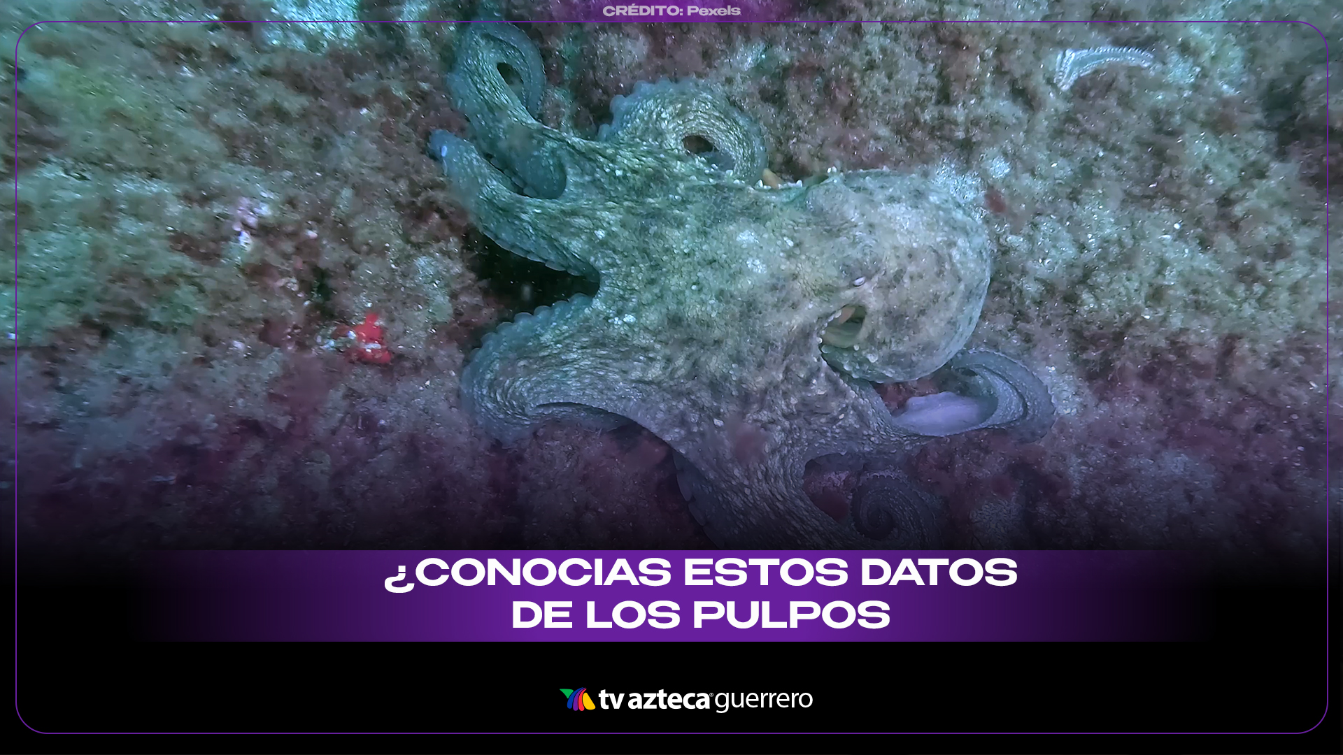 Curiosidades fascinantes de los pulpos: ¡Descúbrelas aquí!