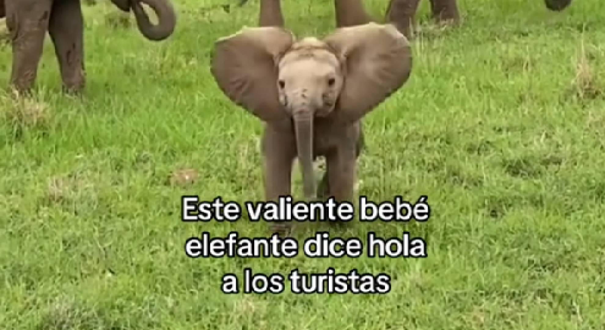 VIDEO del Bebé elefante que saludó a los turistas y se viraliza en todo el mundo