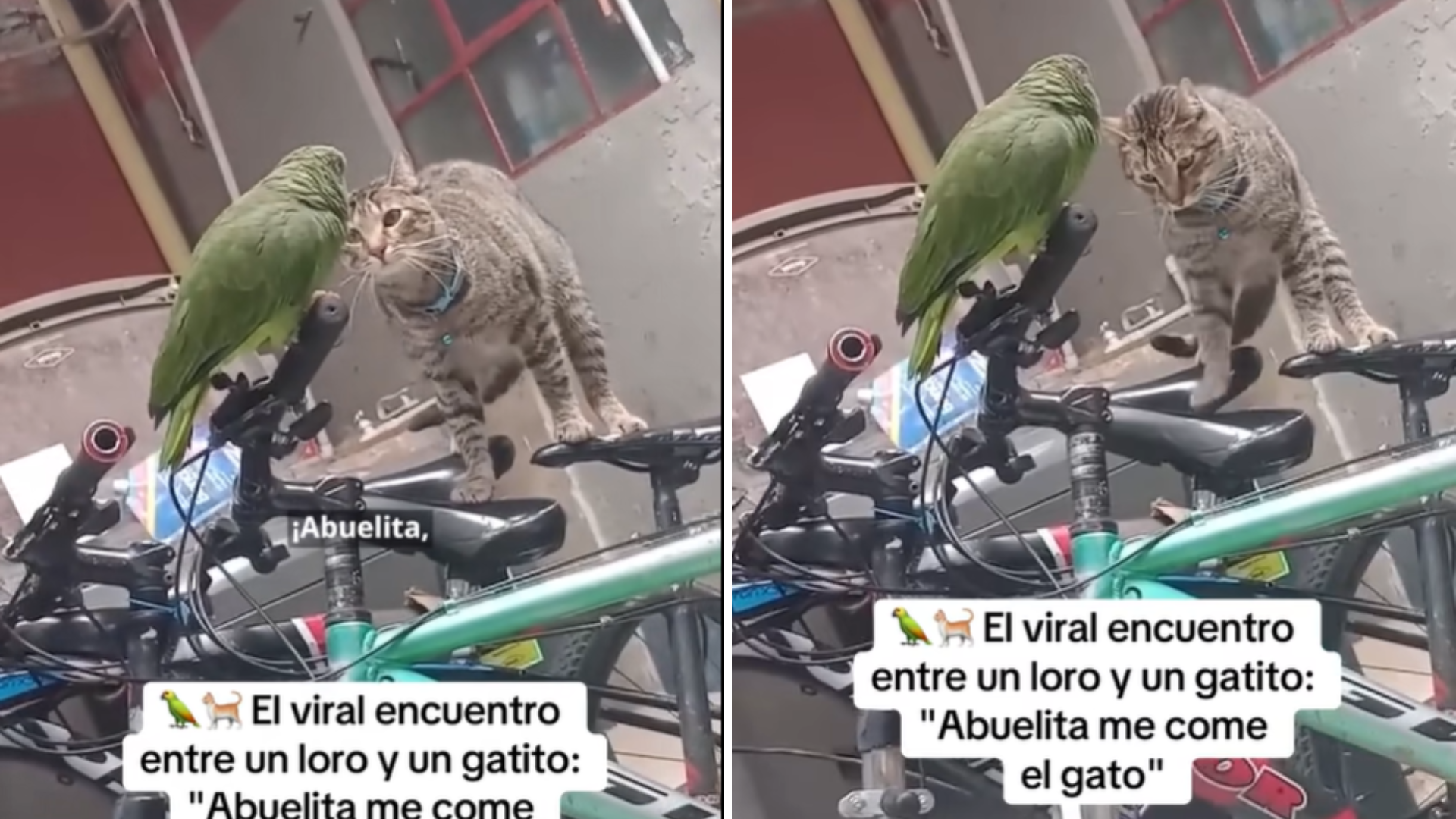 Loro grita “¡Abuelita, me come el gato!”, y se vuelve viral en redes al ...