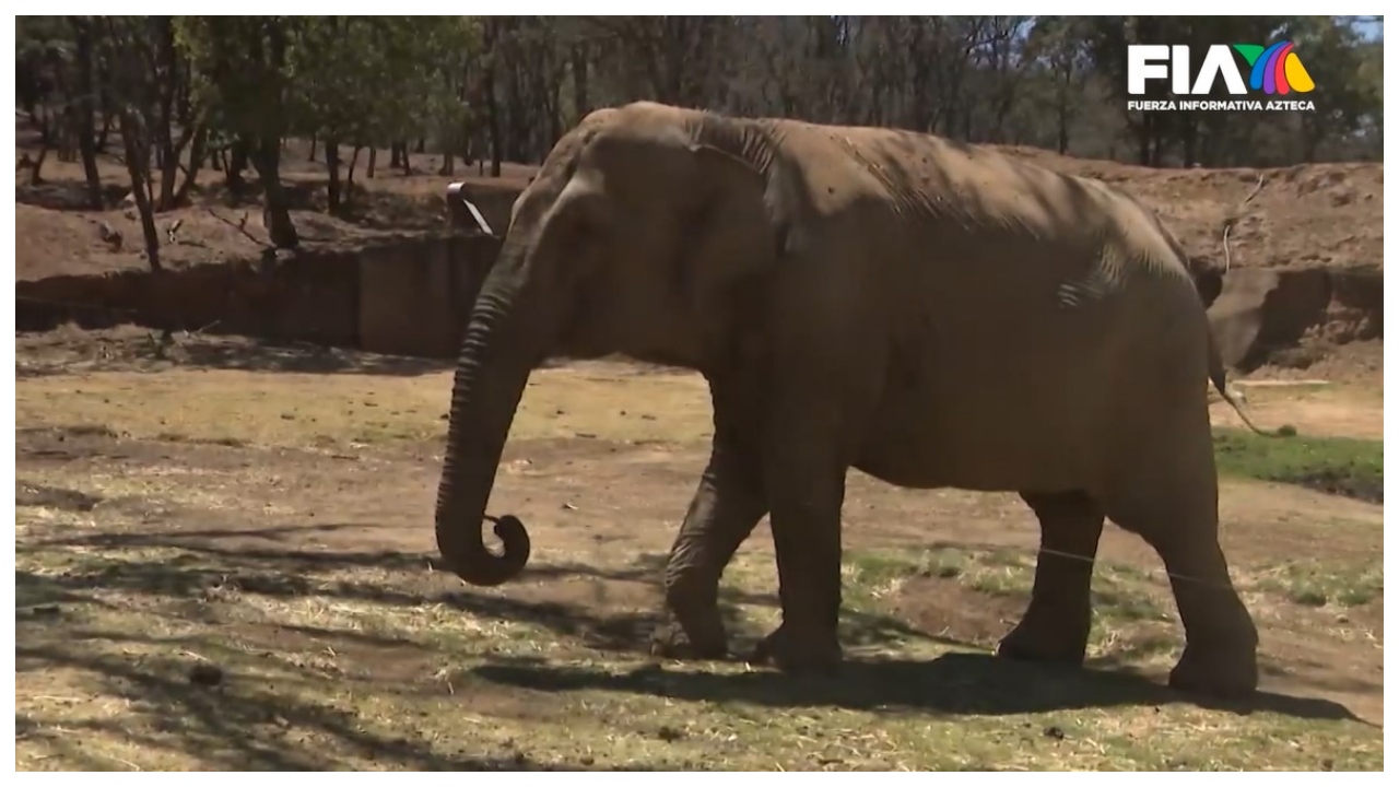 Conoce a Pame, la elefanta asiática de Edomex que lucha contra la extinción