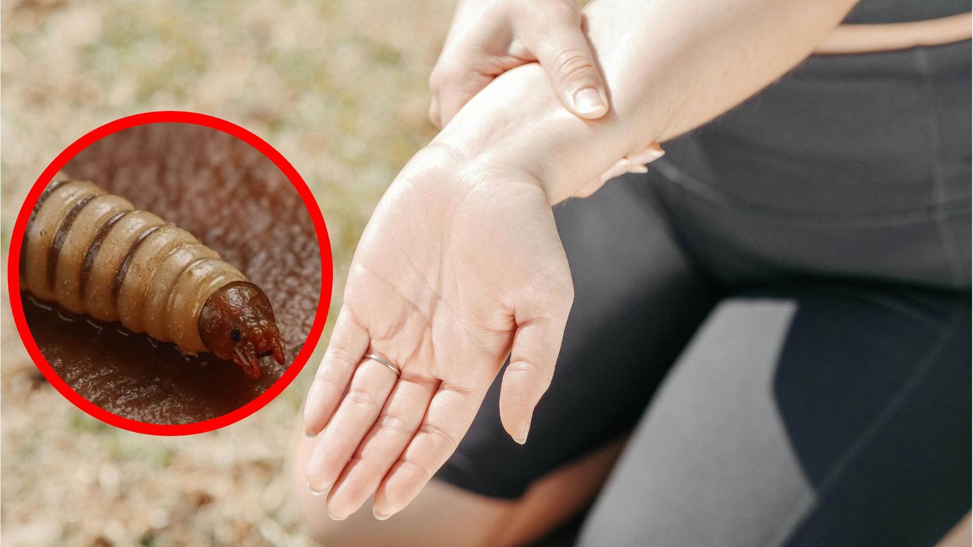 Detectan segundo caso de miasis por gusano barrenador en Chiapas; piden ...