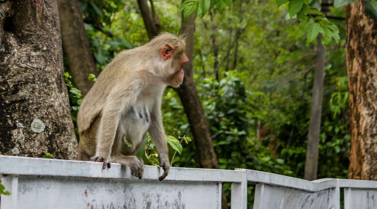 ¿Qué pasó con los 43 monos que escaparon de un laboratorio de pruebas ...
