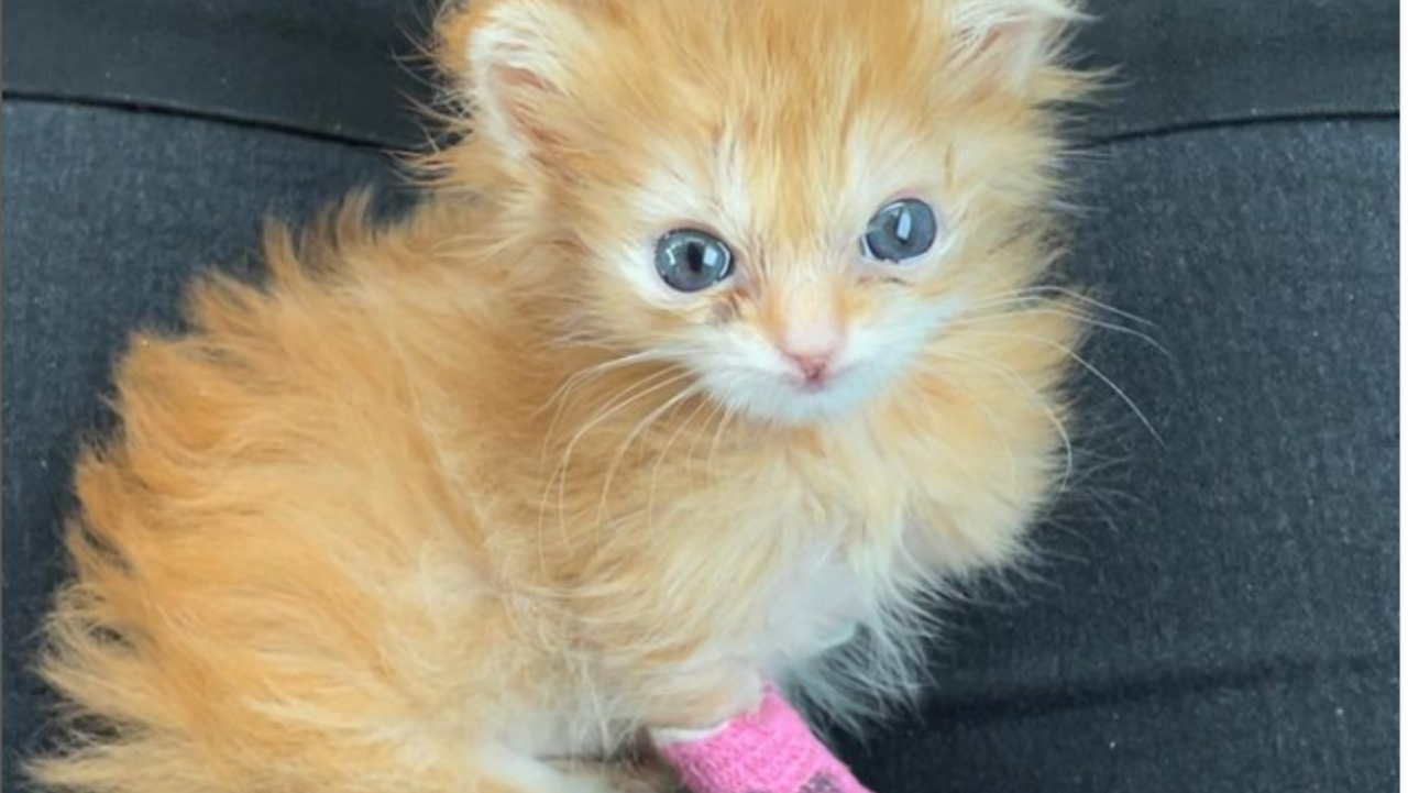 Tater Tot el gatito viral de TikTok falleció