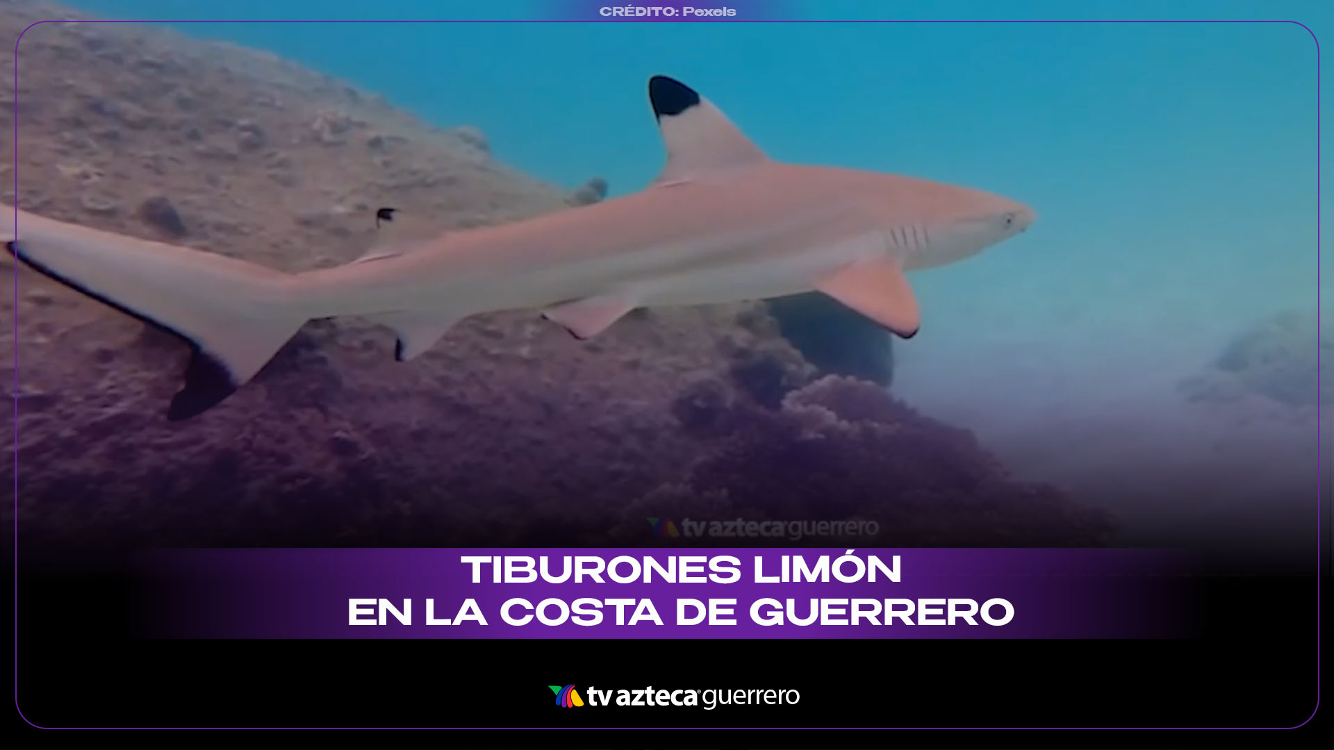 Tiburones se acercan a la orilla de Playa La Saladita, en Guerrero