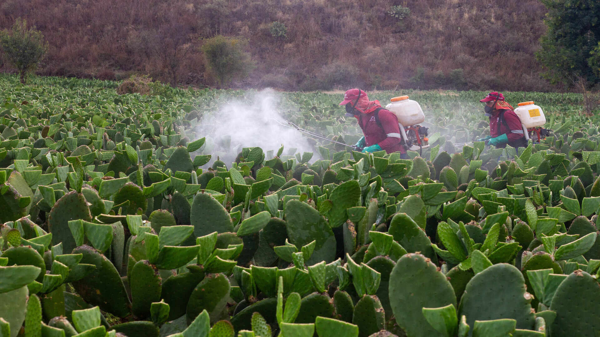 Apoya Sedema a productores de Milpa Alta para combatir plaga en nopal
