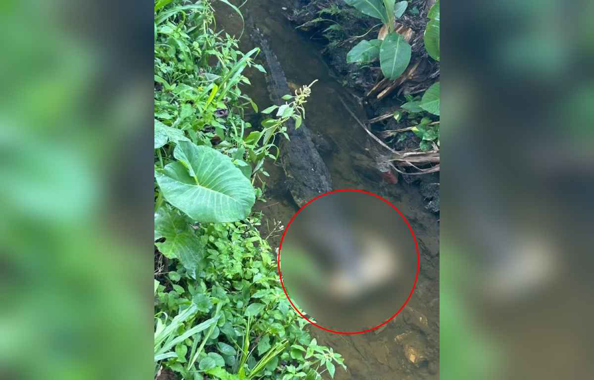 (FOTO Cocodrilo atrapa a un perro en Garita Palmera, Ahuachapán