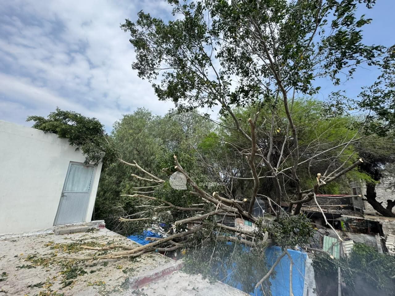 Árbol de 30 metros cae sobre barda en Santa María Magdalena