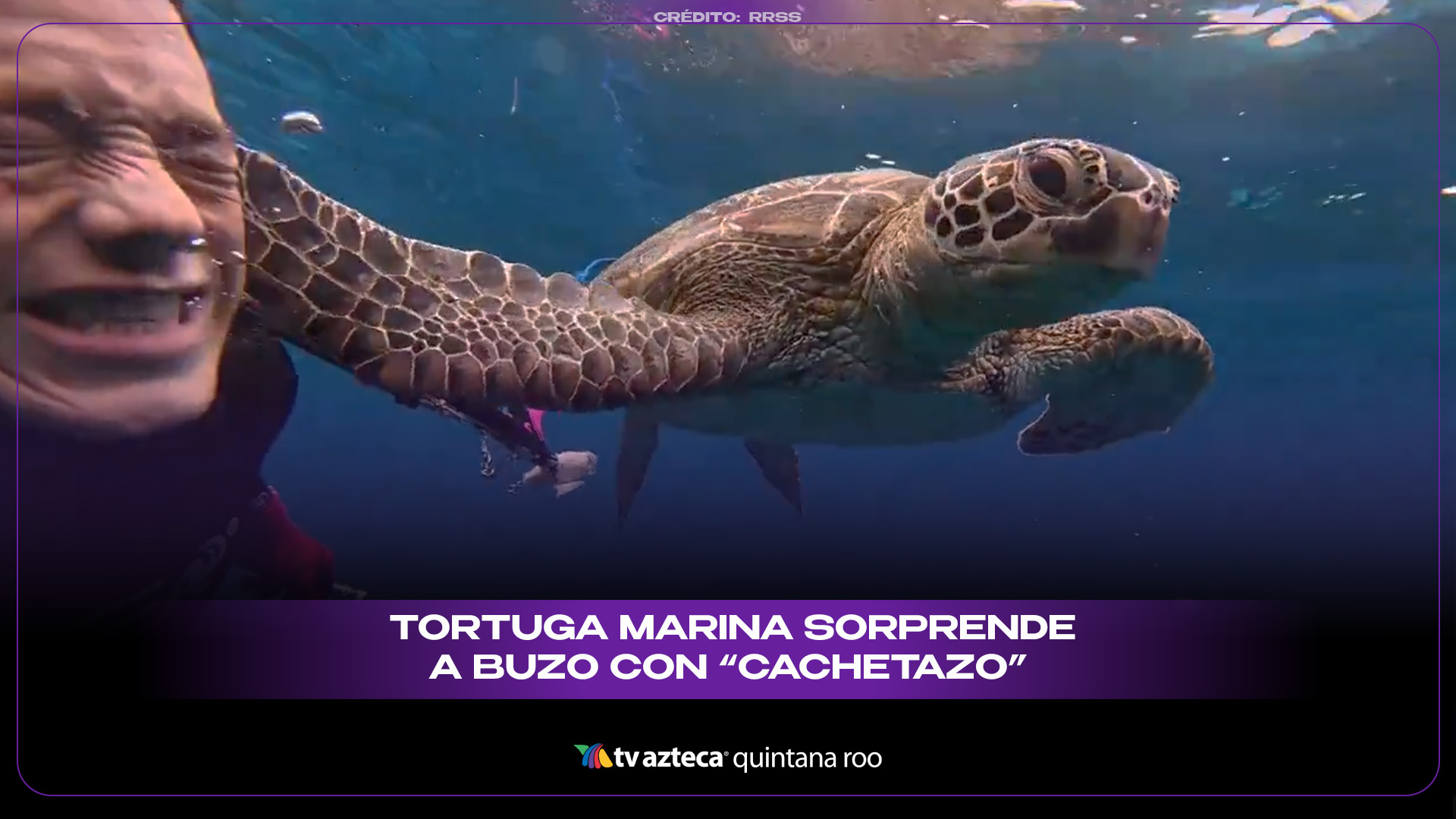 VIDEO | Tortuga marina sorprende a buzo con ’cachetazo’