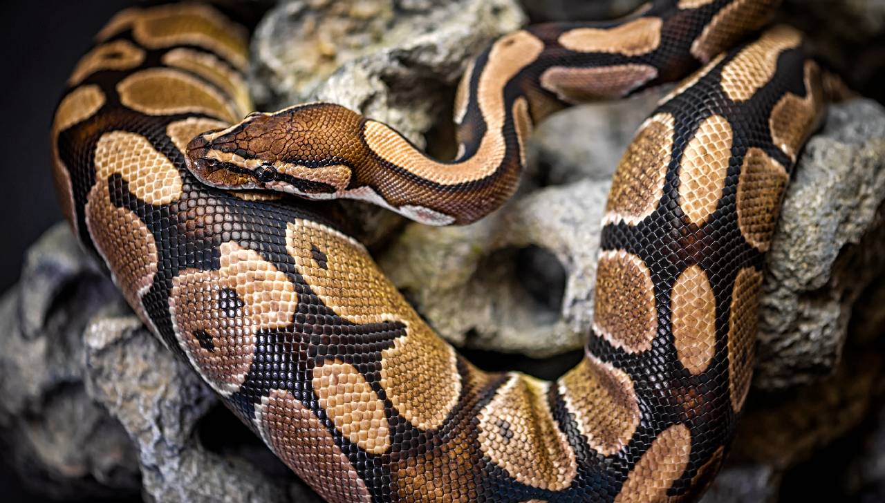 Boa de 2 metros provoca deja sin luz a varias colonias en Mérida