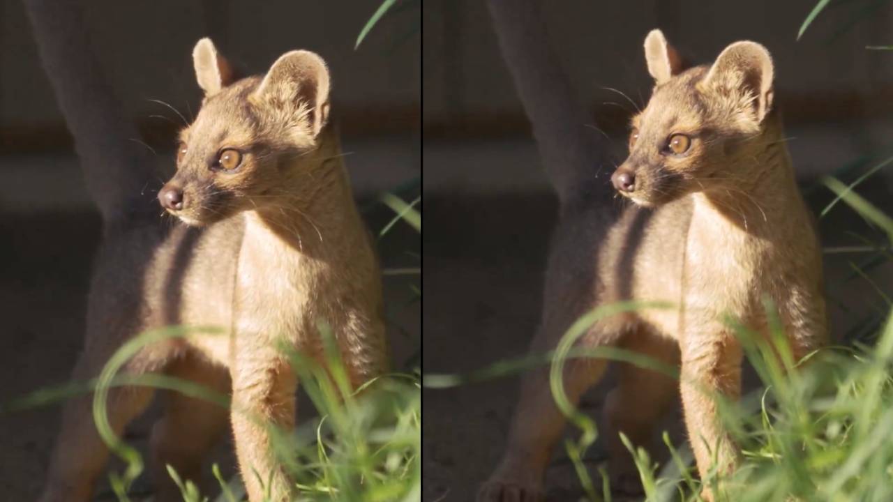 Cachorros de fosa en el Zoológico de San Diego: nacimiento y ...