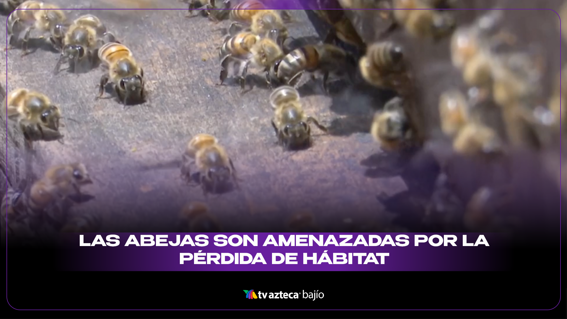 La mujer guardiana de las abejas: su labor clave para la supervivencia ...