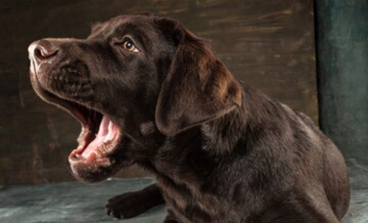 ¿Por qué mi perro ladra mucho y cómo evitarlo?