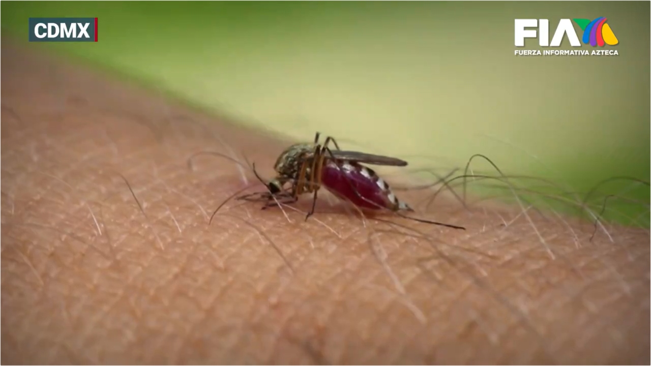 Mosquitos: ¿Cuántas especies existen y cómo puedes erradicarlos de tu ...