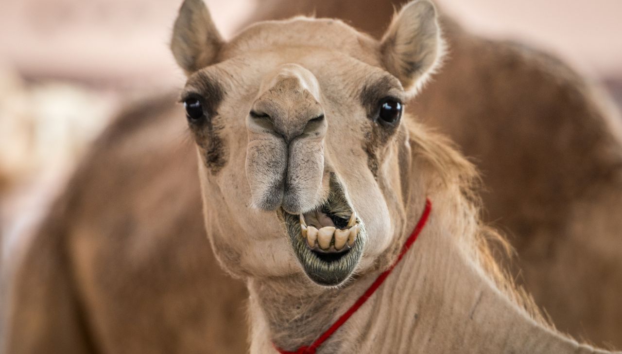 TikTok: ¿Por qué los camellos pueden comer cactus?