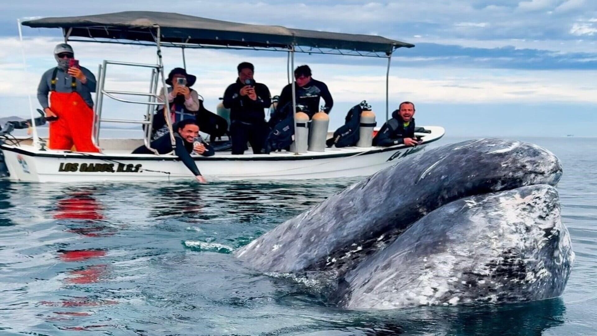 Reporta presencia de 50 ejemplares de ballena gris en el Parque ...
