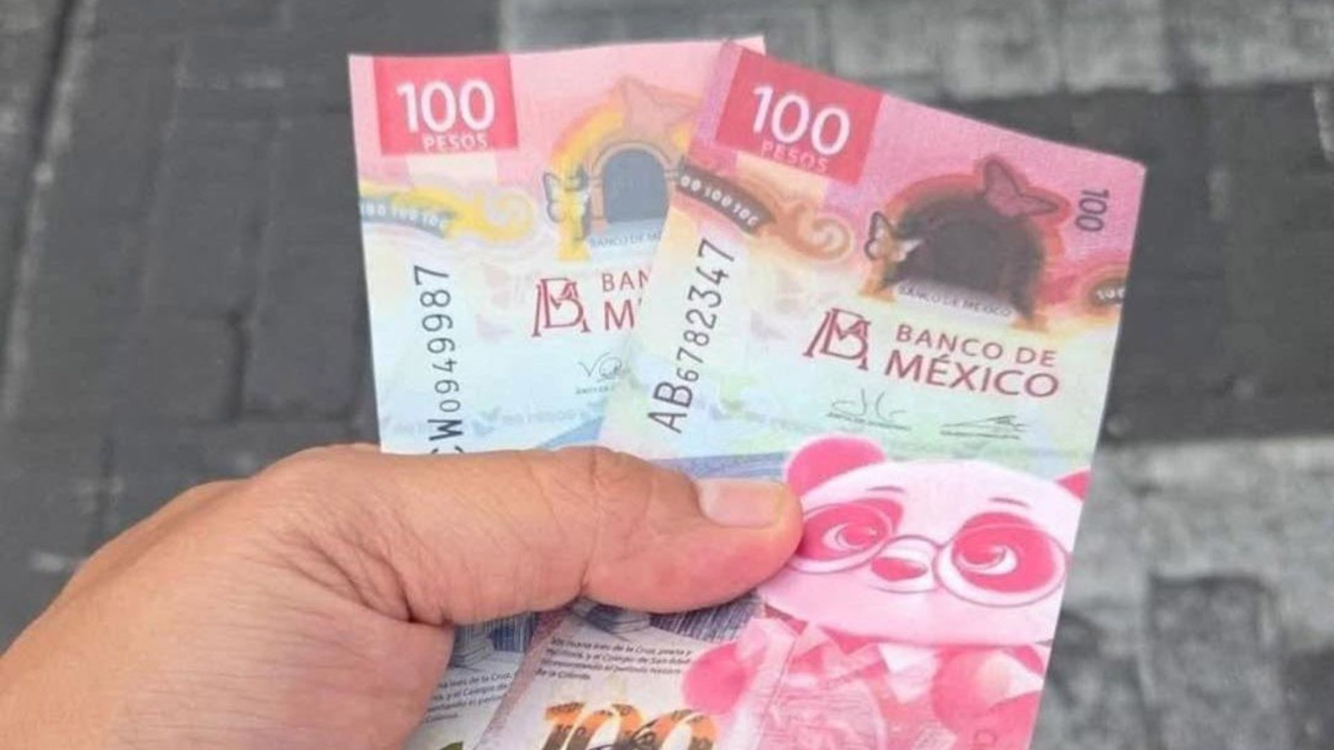 Circulan billetes falsos de 100 pesos con imagen de oso panda en México