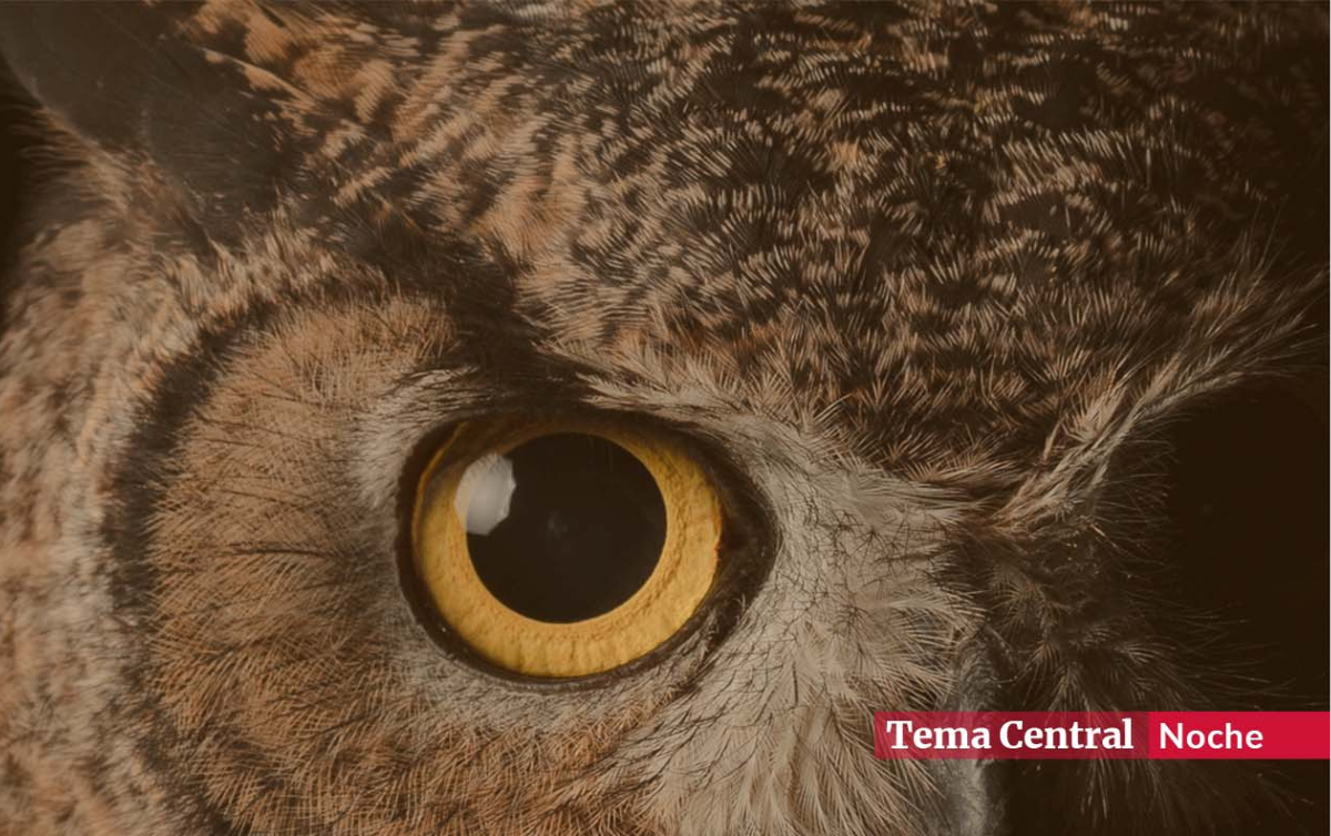 ¿Cómo sobreviven los animales nocturnos?