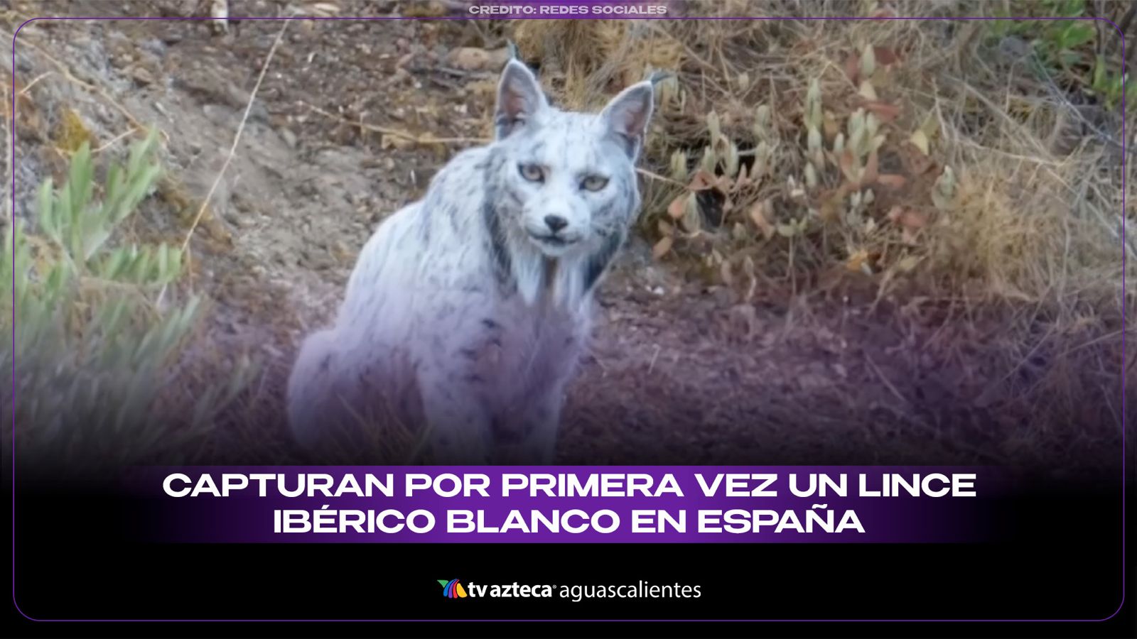 Capturan por primera vez un lince ibérico blanco en España