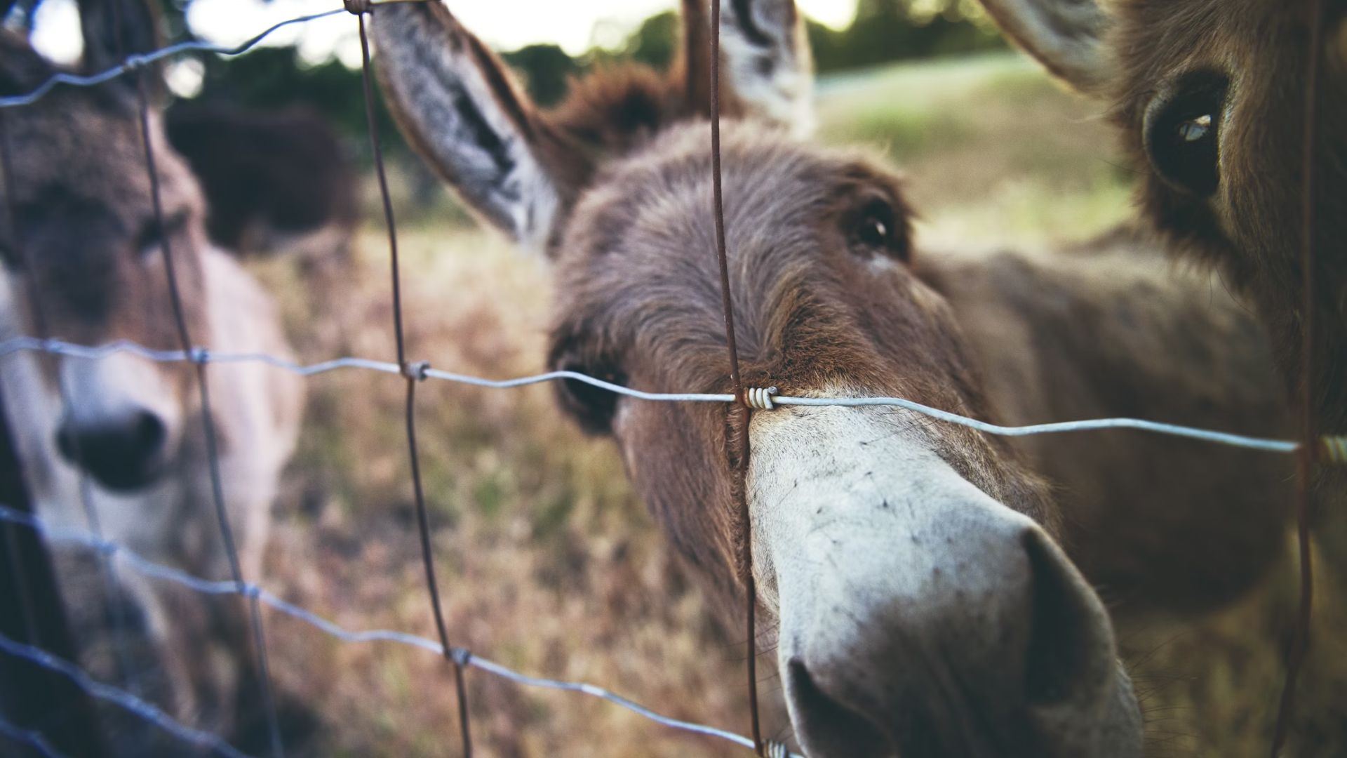 ¿Por qué se celebra el Día de las Mulas en México?