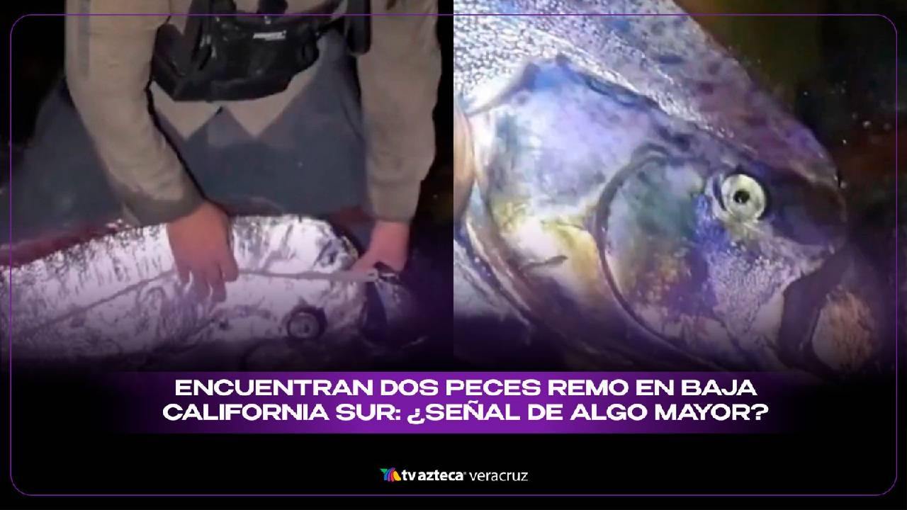 ¿Qué se sabe del hallazgo de dos peces remo en Baja California Sur?
