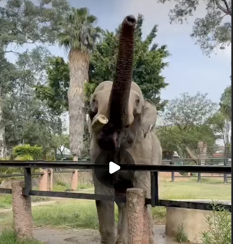 Divertido vídeo viral: Elefante sorprende a visitante en zoológico