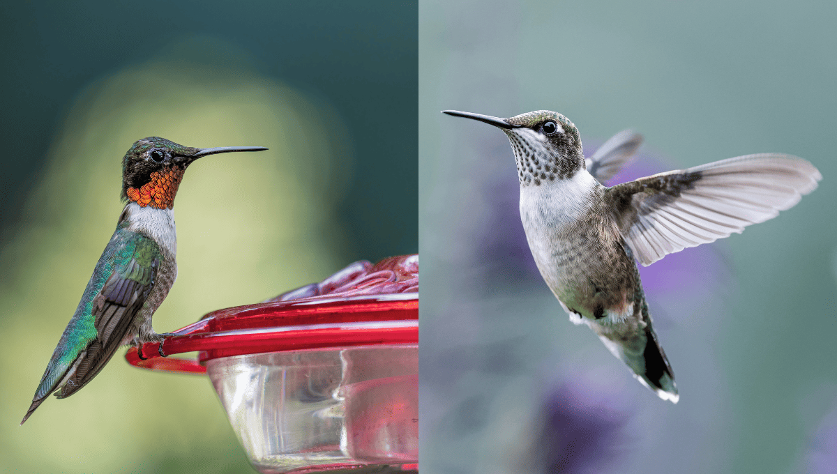 ¿Qué significa la llegada de un colibrí a tu casa?