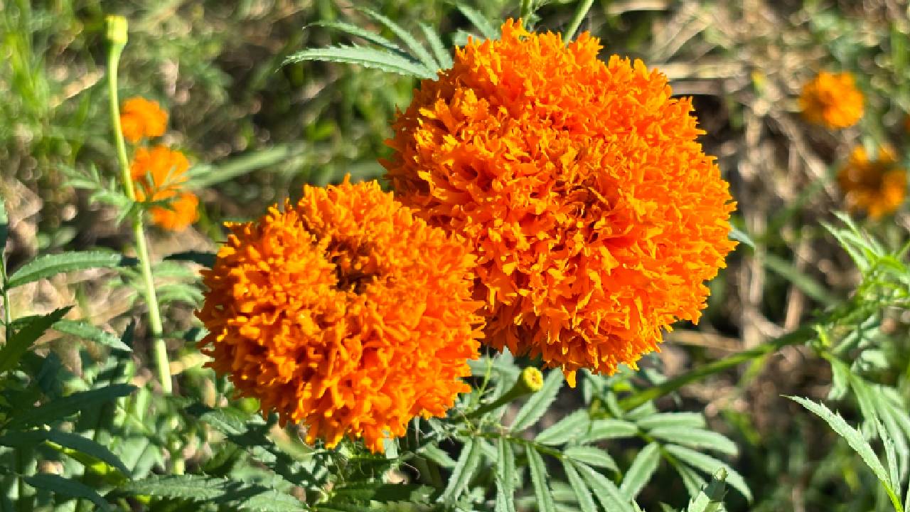 ¿Cuál es la historia de amor de la flor de cempasúchil?