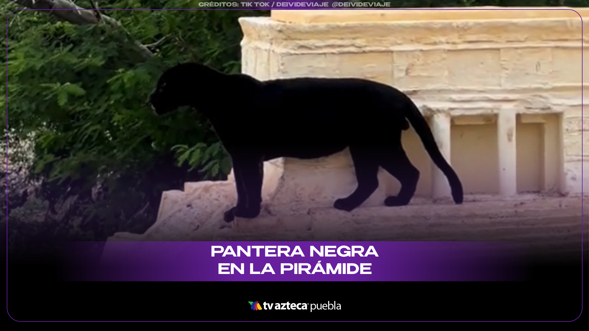 Pantera negra en pirámide de Yucatán causa furor en redes