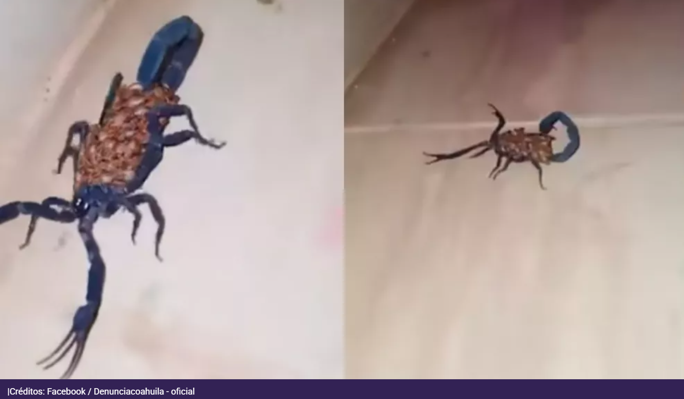 ¿Qué significa encontrar un alacrán azul en casa durante la ola de calor?
