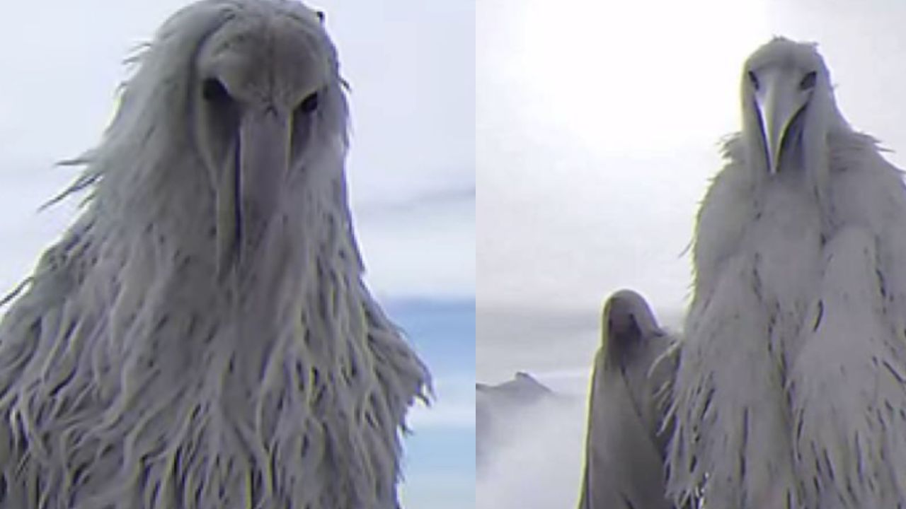 VIDEO: Opium Bird o Erosion Bird, el ave que ha aterrorizado a miles en ...