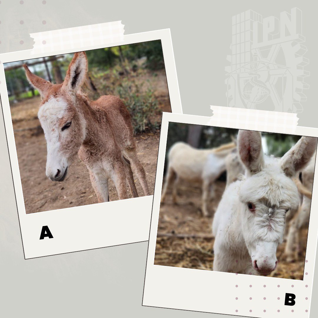 Huélum, huélum ¡gloria!: El IPN te necesita, busca nombre para los ...