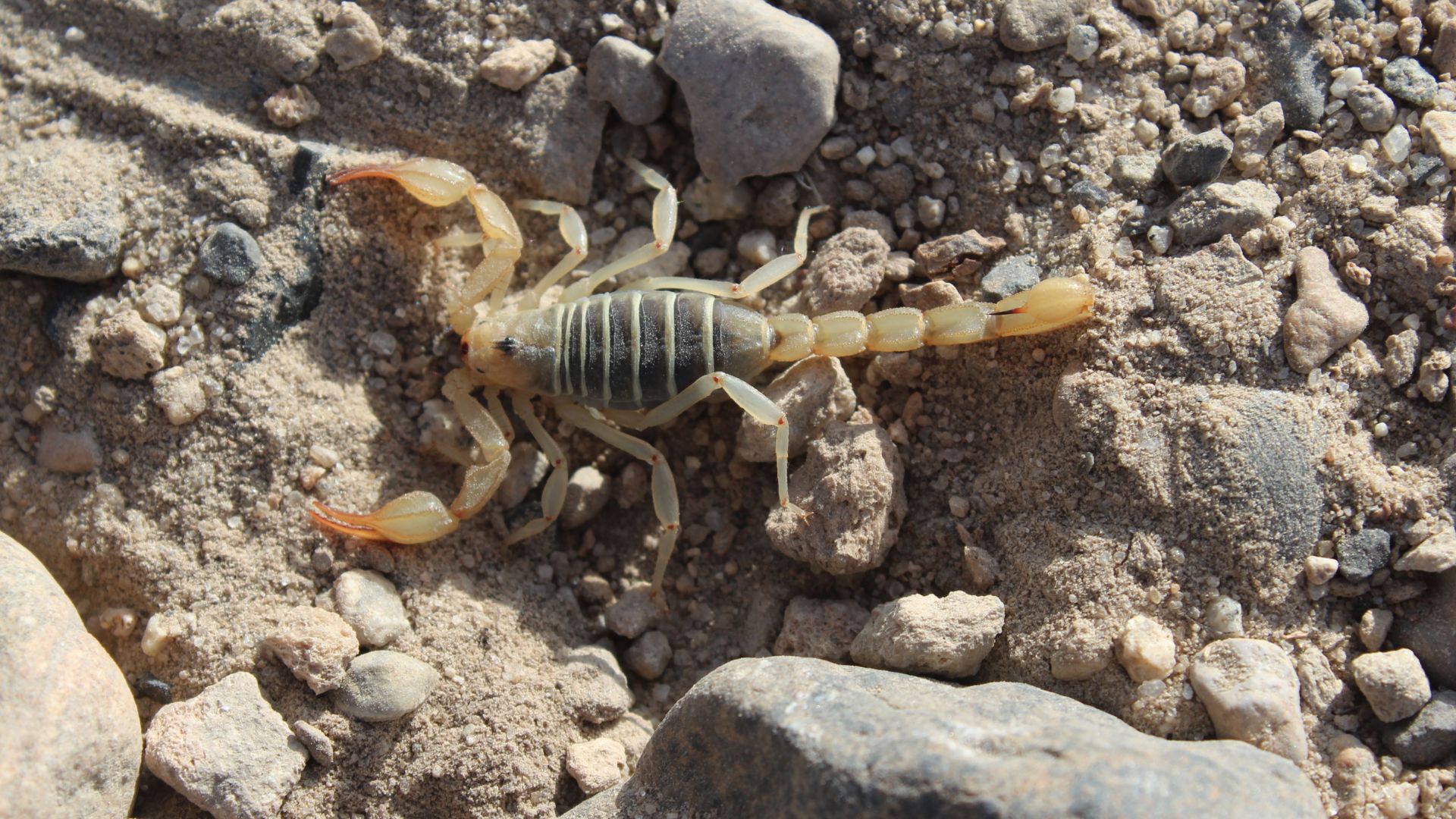 Alacranes en Sinaloa por calor y lluvias ¿Qué hacer si te pica uno?