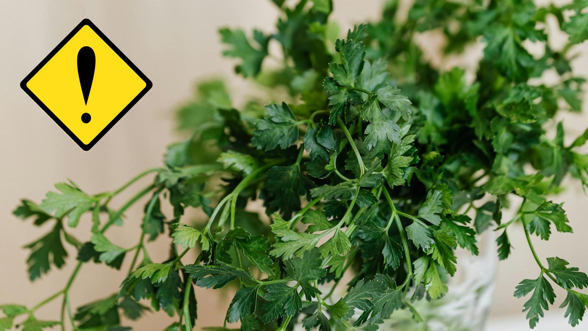 ¿Cuál es la marca de perejil contaminado de salmonella?