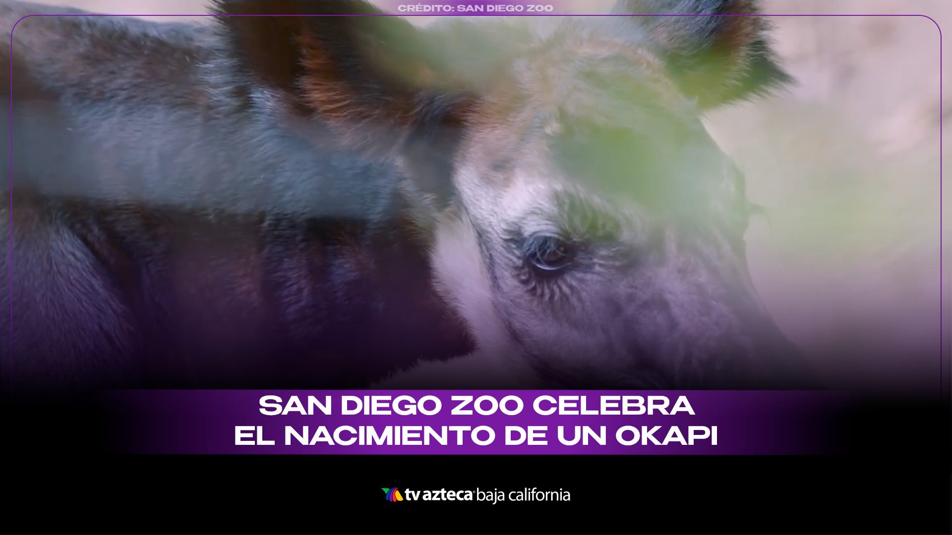 Okapi nace en hábitat en San Diego Zoo desde el 2021