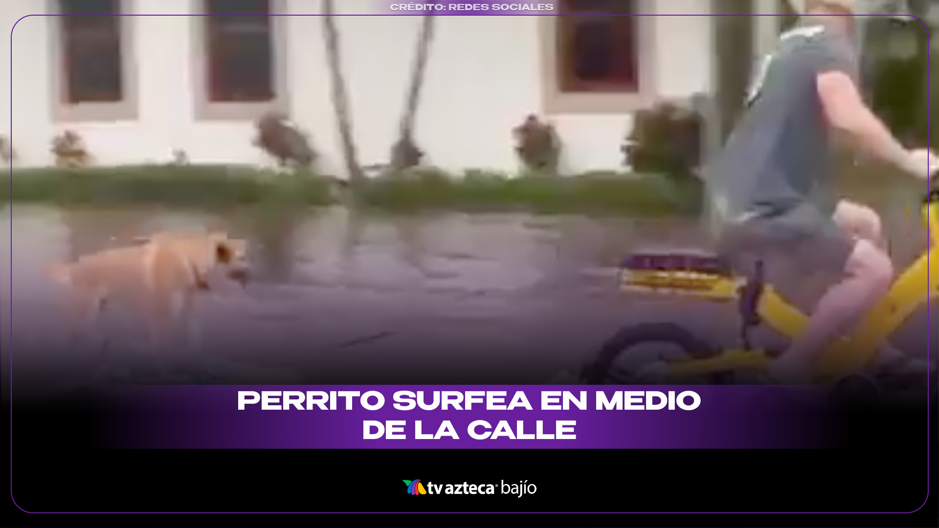 Video viral: Perrito surfea en tabla por calle inundada de Florida ...