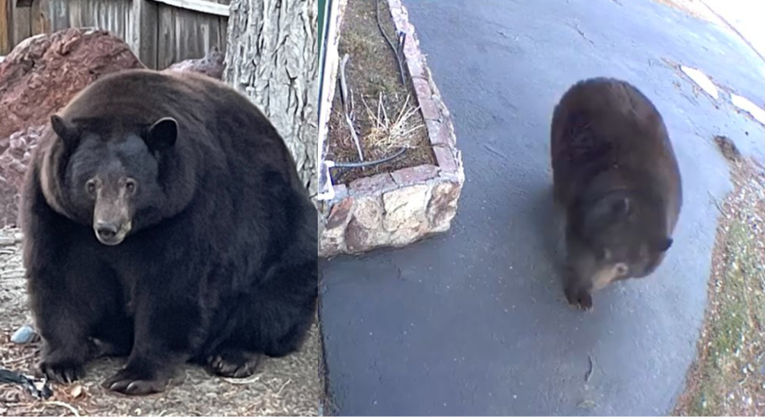 Hank the Tank, el oso ladrón de un vecindario en California