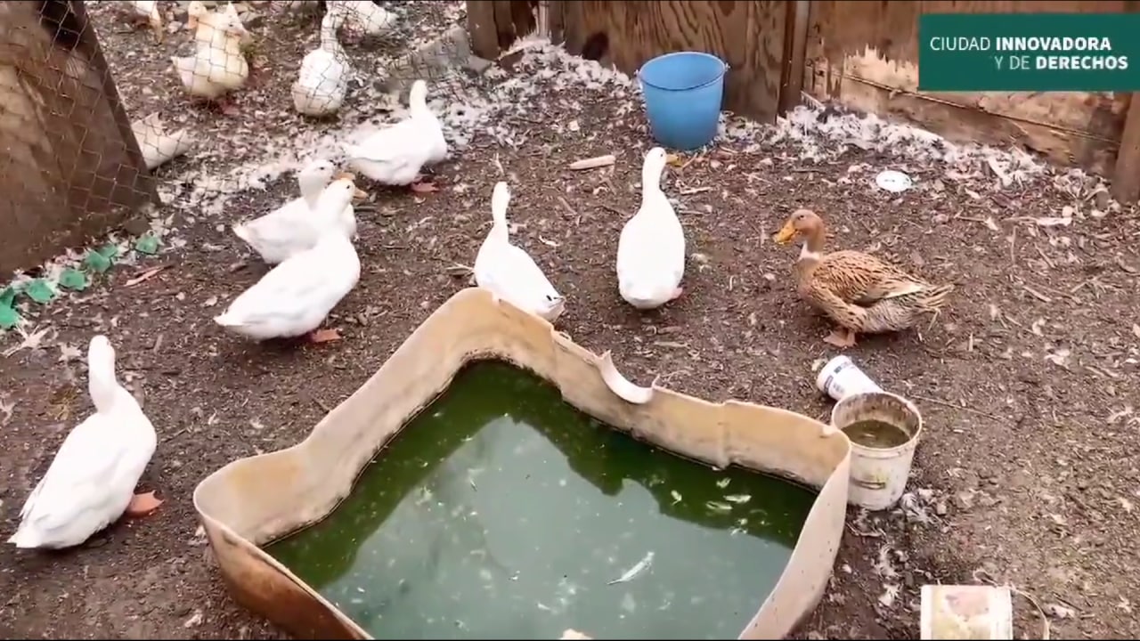 Rescatan a 17 patos y ahora vivirán en Los Dínamos, CDMX