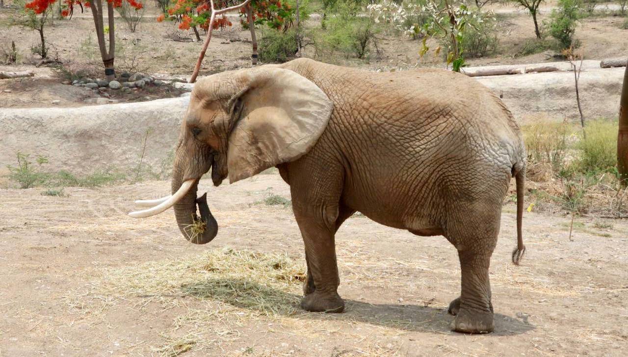 Elefanta Ely: ¿Dónde está, por qué quieren rescatarla y por qué se dice ...