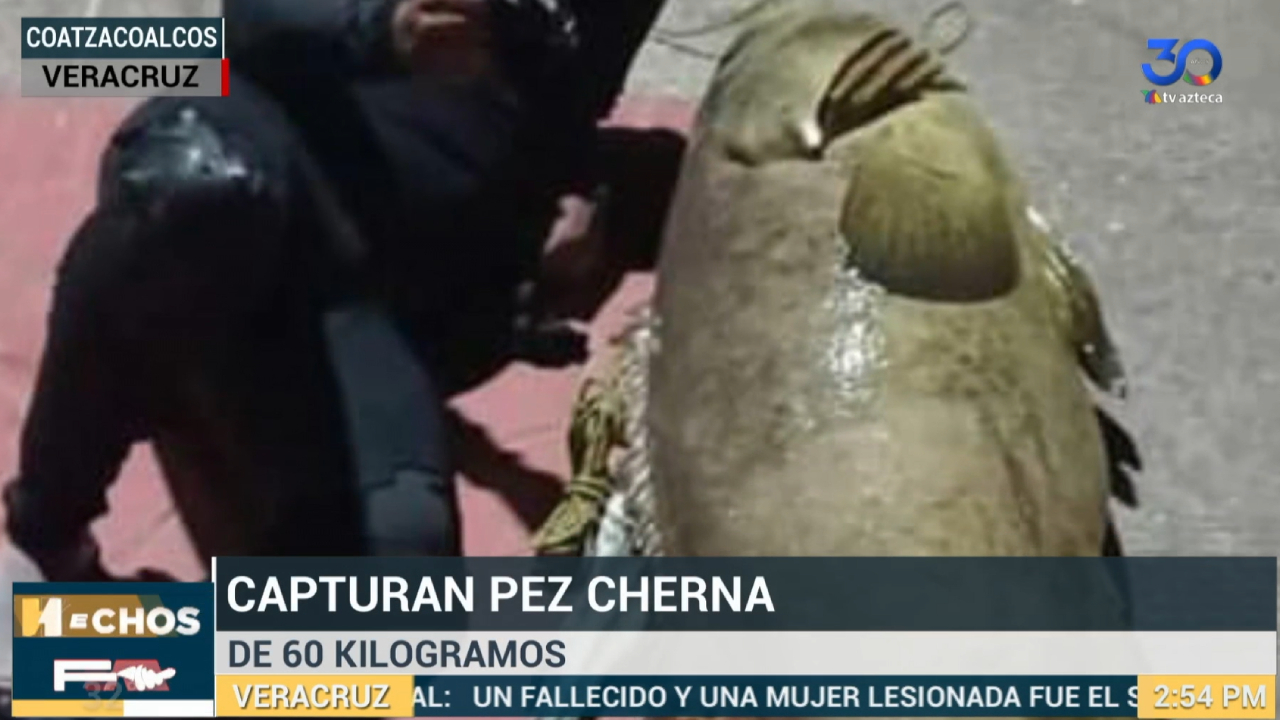 Capturan pez cherna de 60 kilos Coatzacoalcos