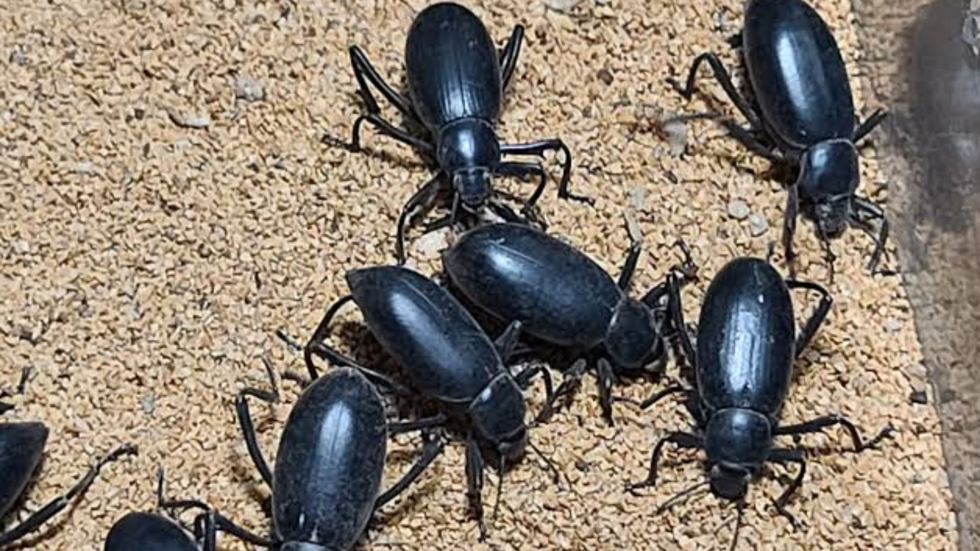 ¿Por qué hay tanto pinacate en Aguascalientes en temporada de invierno ...