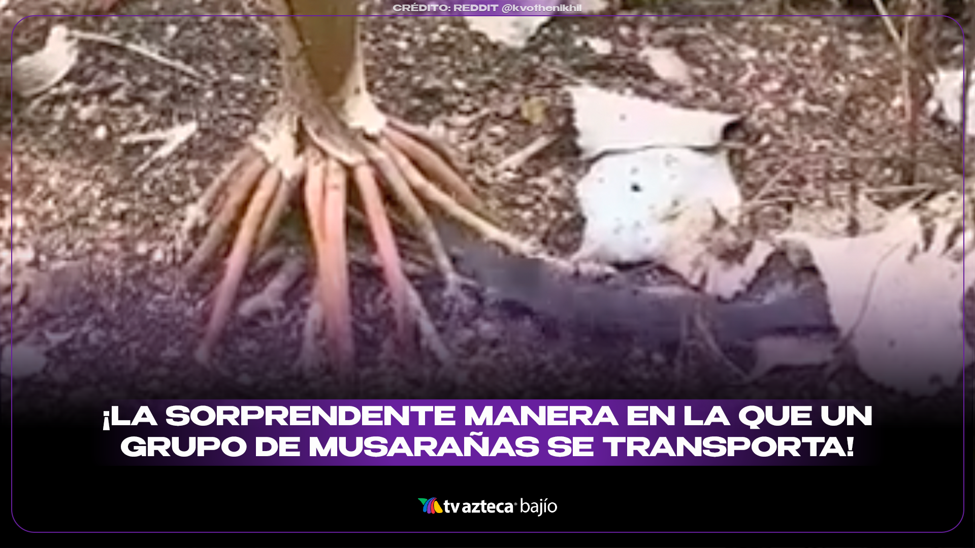 Musarañas: esta es la extraordinaria manera en que se transporta este ...