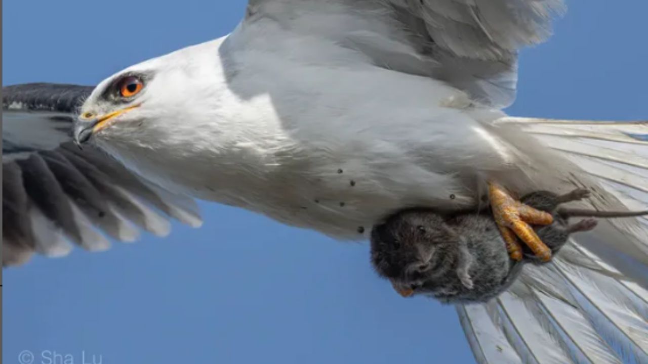 Así fue el momento de la cacería aérea; un ratón de campo fue elevado ...