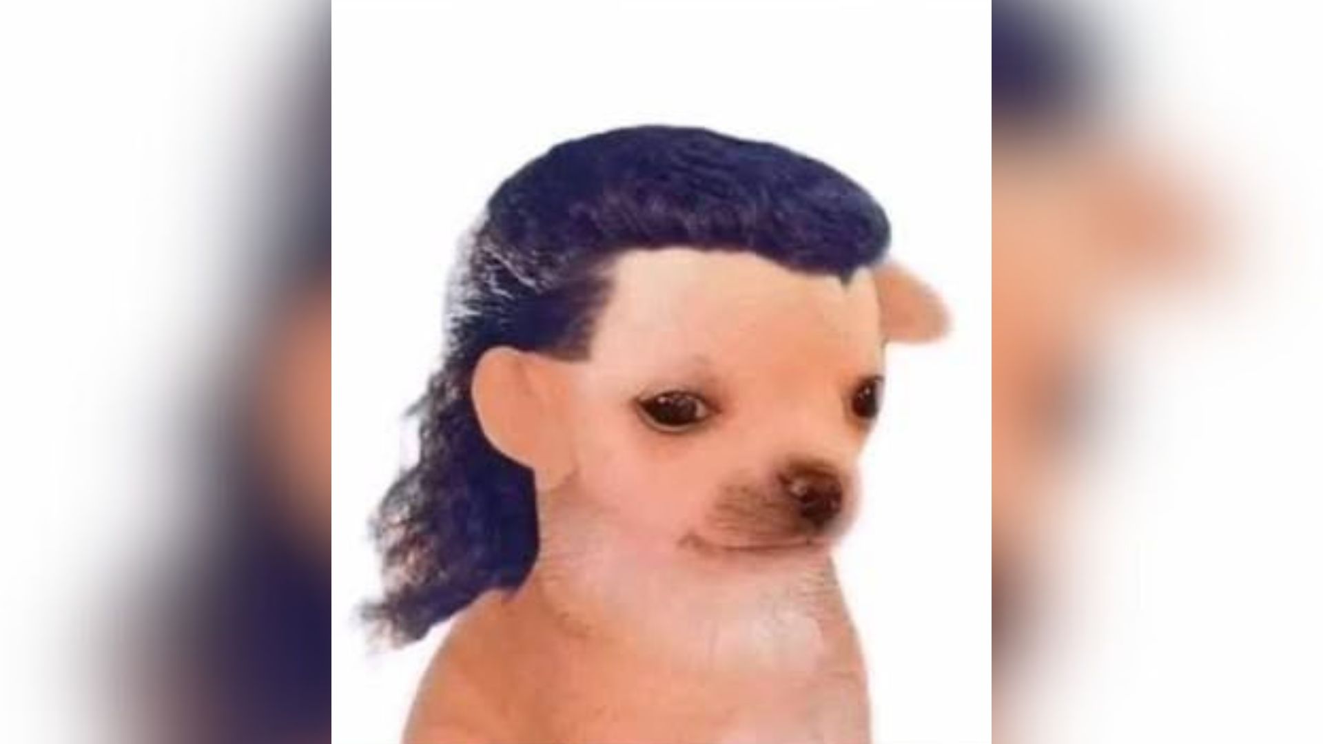 Viral Perro Se Hace Viral En Tiktok Por Cantar Canciones De Los Temerarios
