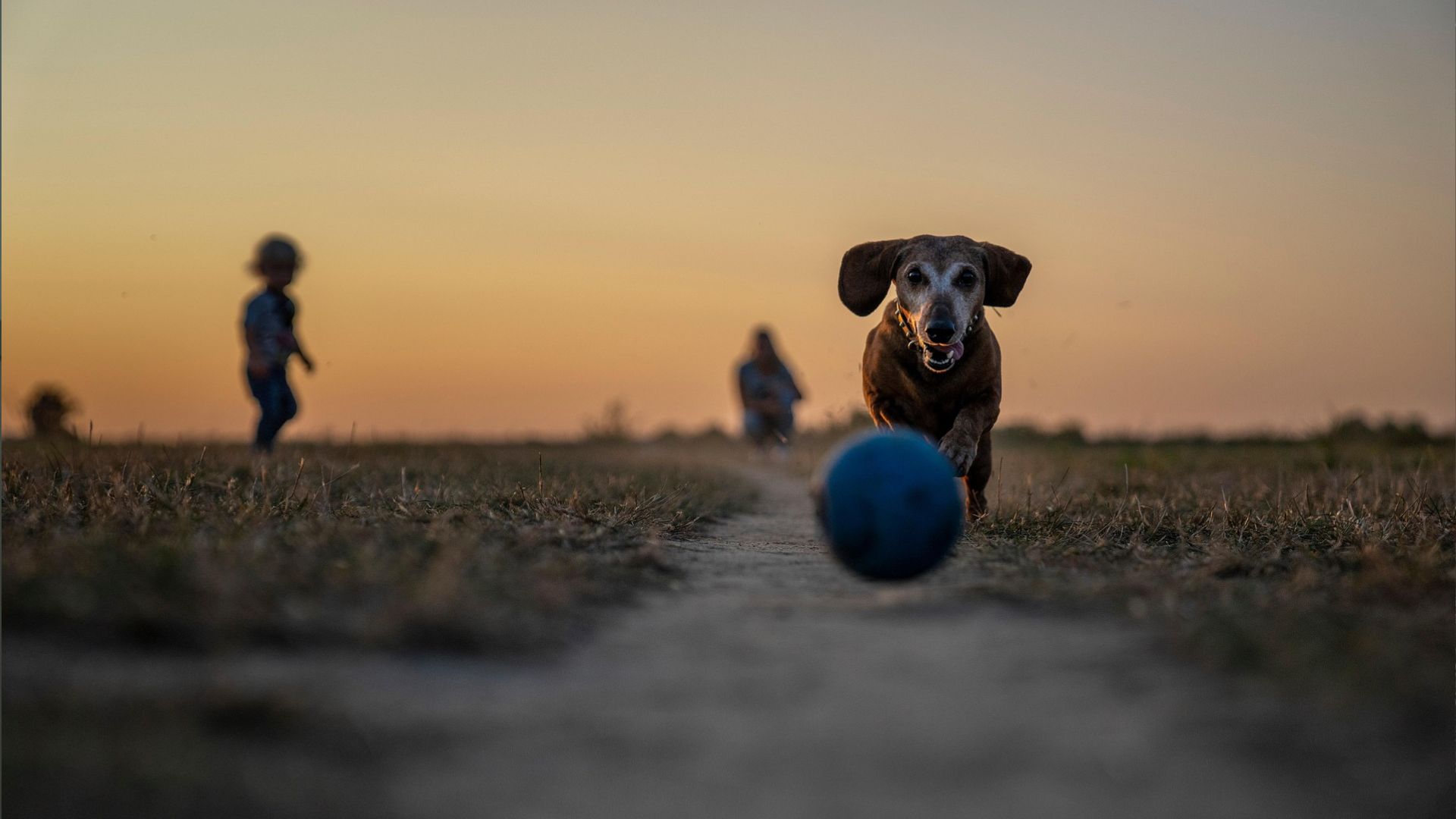 5 consejos para sacar a pasear a tu perro en temporada de calor en Jalisco