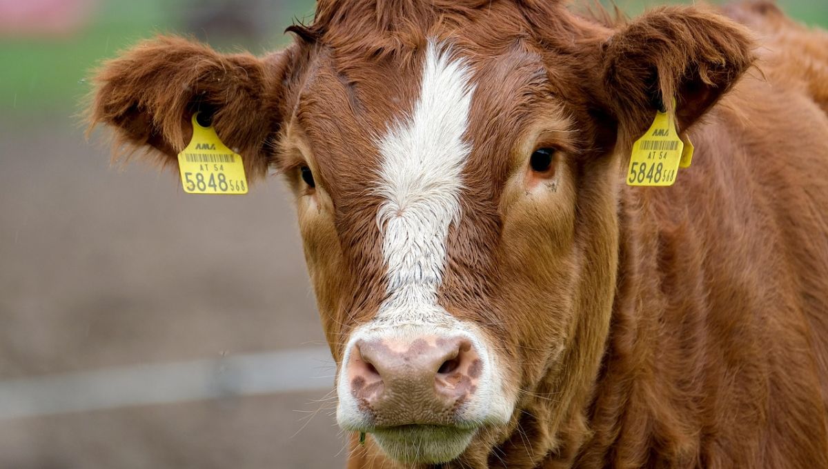 ¿Cómo se celebra el Festival de Caca de Vaca?