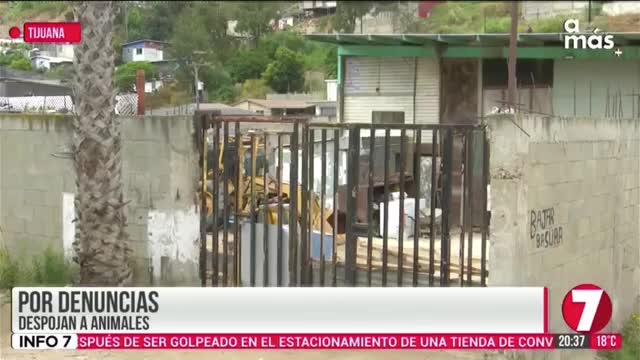 VIDEO |Despojan a animales en Tijuana por denuncias