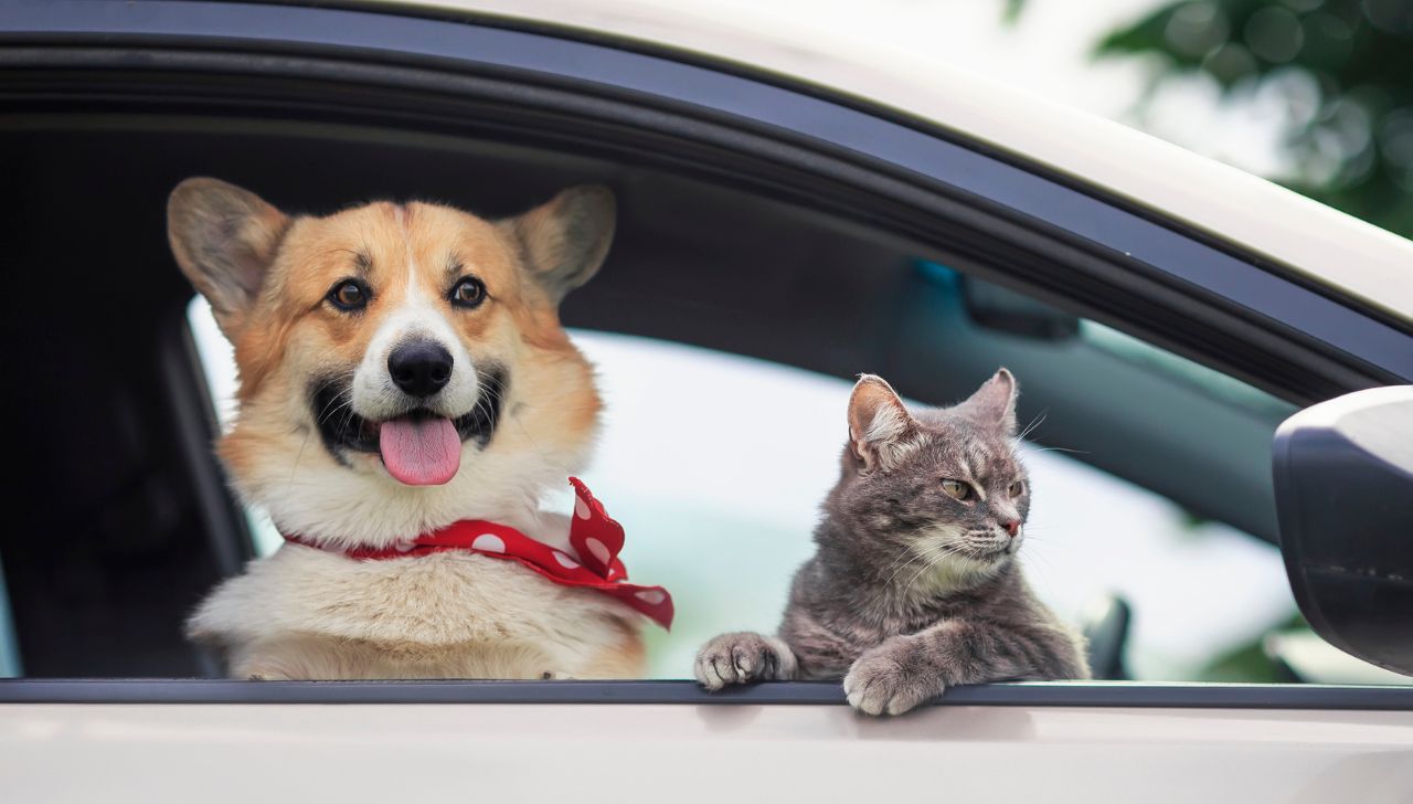 Uber Pet: ¿Cómo funciona, cuándo estará disponible y cuánto cuesta?
